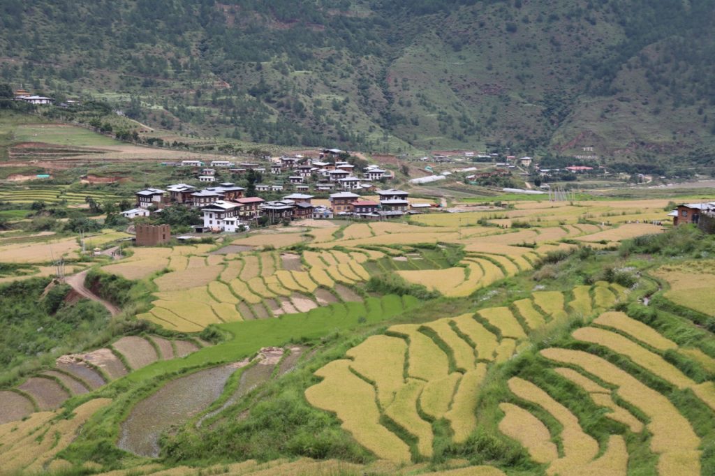 Exploring the Punakha Valley – Go Live Young
